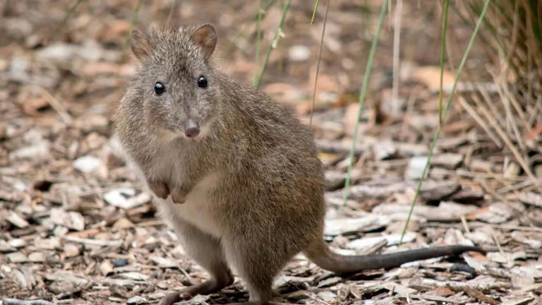 Animals that walk on two legs: 12 incredible examples of bipedal movement