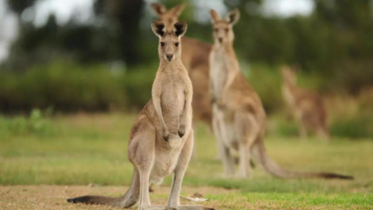 Animals that walk on two legs: 12 incredible examples of bipedal movement