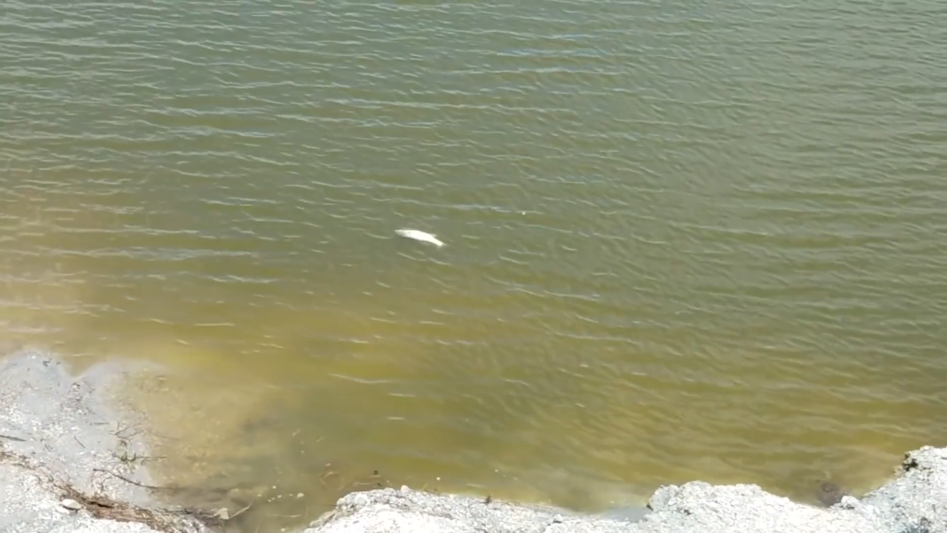Fishing inside a pipe to save a trapped dying fish