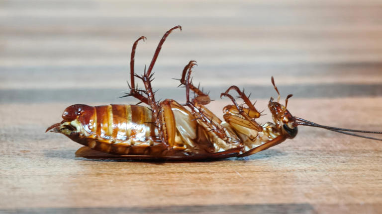 The Unsettling Reason You Should Never Squash A Cockroach In Your Home