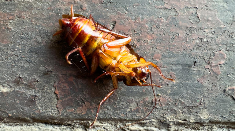 The Unsettling Reason You Should Never Squash A Cockroach In Your Home