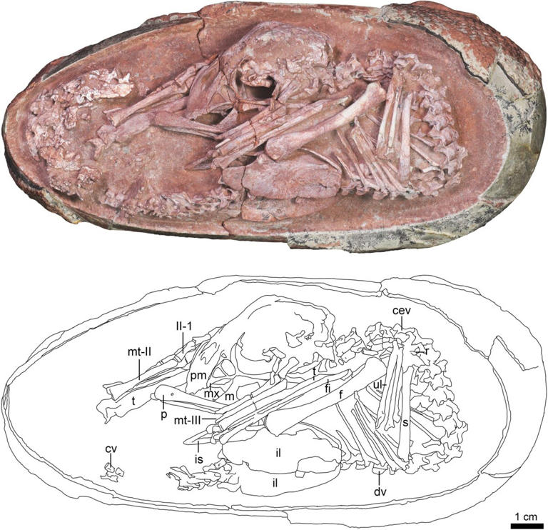 Scientists Discover a 70-Million-Year-Old Dinosaur Fossilized Egg With ...