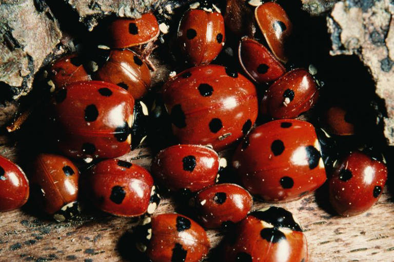 Ladybirds 'carrying STDs' invade UK in huge swarms – and they could be ...