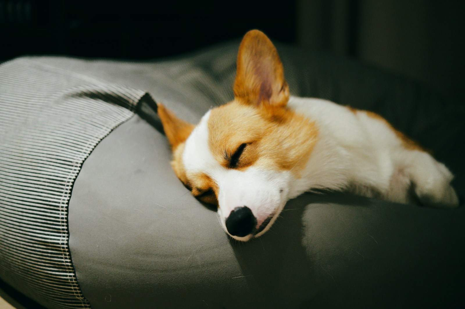 8 Dog Sleeping Positions and What They Really Mean