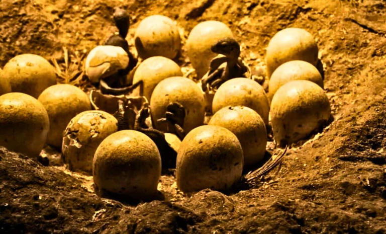 Scientists Discover a 70-Million-Year-Old Dinosaur Fossilized Egg With ...