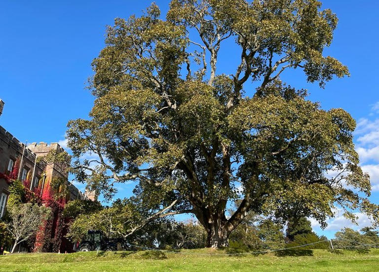 Storm Amy Scotland: 400-year-old sycamore tree planted by King of ...
