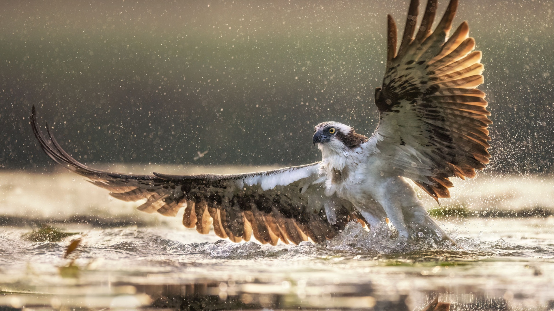 The Most Common Raptors Seen Soaring Over Canadian Skies
