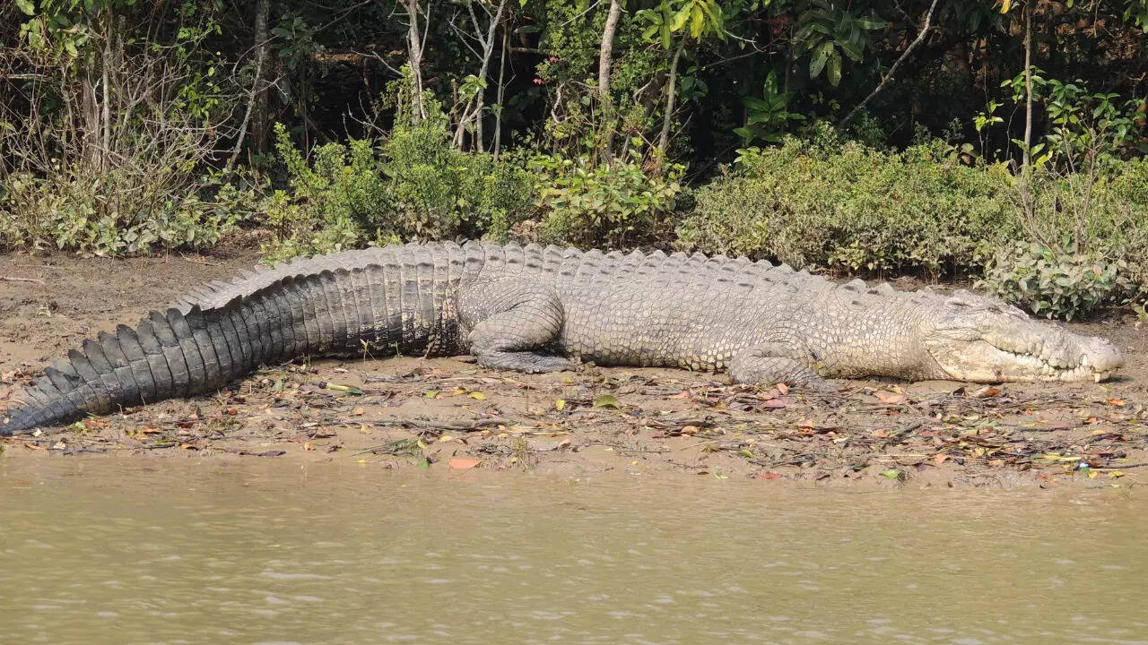 Female saltwater crocodile carcass found in Jajpur district