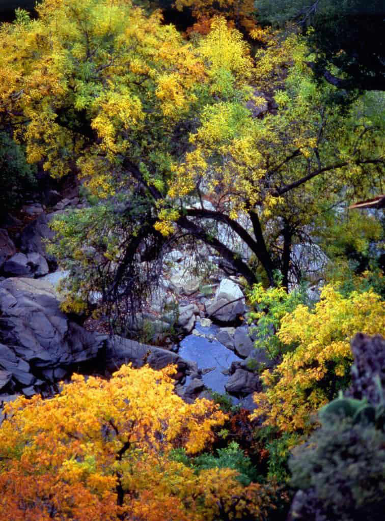 7 Top Places to Find Fall Color in Texas