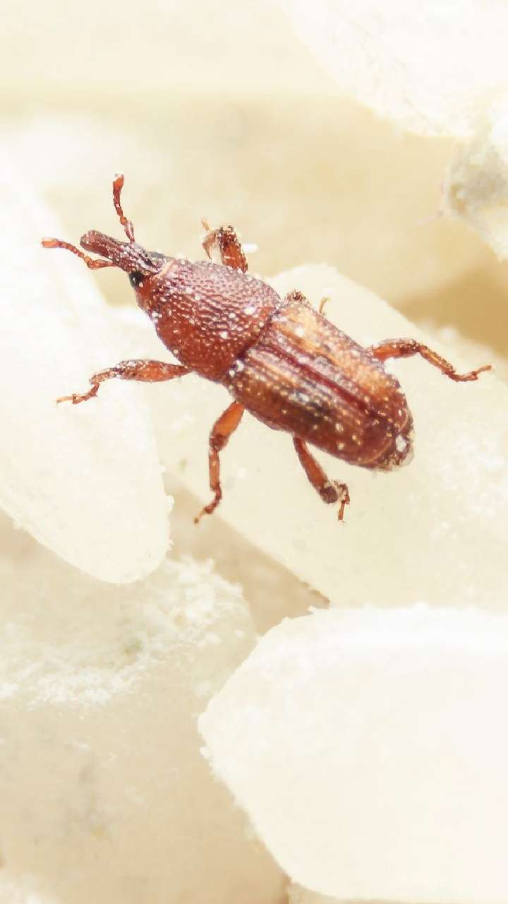 How To Remove Weevils And Small Insects From Rice?