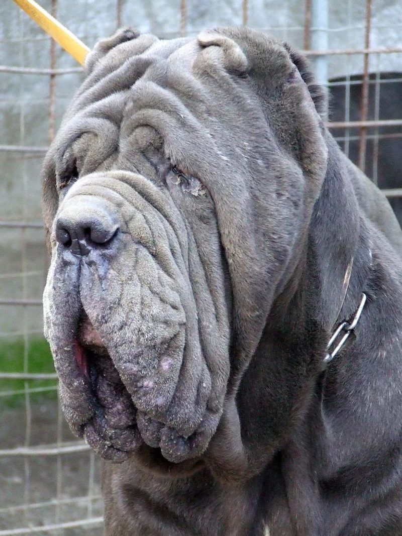 25 Dog Breeds Similar to the Bullmastiff in Strength and Temperament