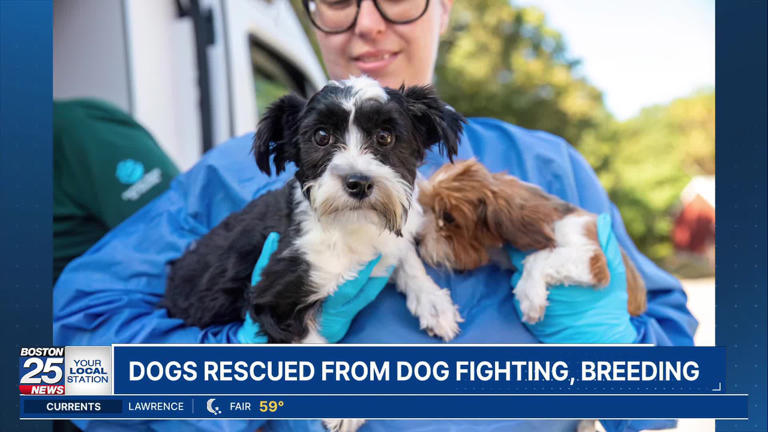 Dogs rescued from alleged dogfighting, breeding now in care of ARL