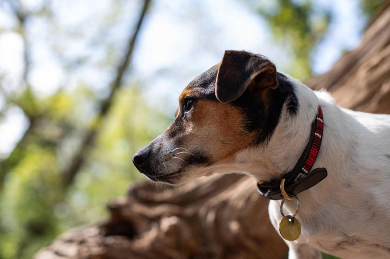 Dog owners should make sure pet's collar has two things or risk hefty fine