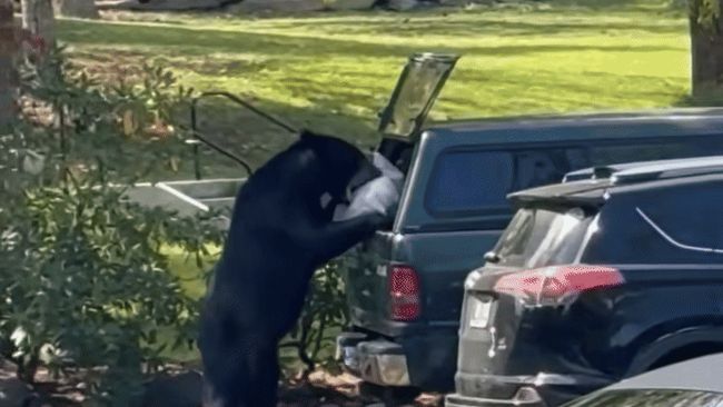 'It's Got a Bag!': Resourceful Bear Snatches Items From Back of Car