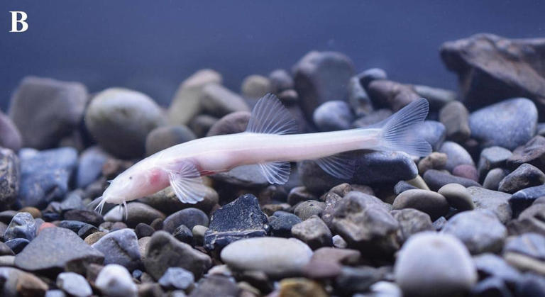 Chinese Scientists Discover New Cave-Dweller With No Eyes or Color—And ...