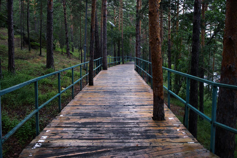 How tree canopies affect local temperature and rainfall