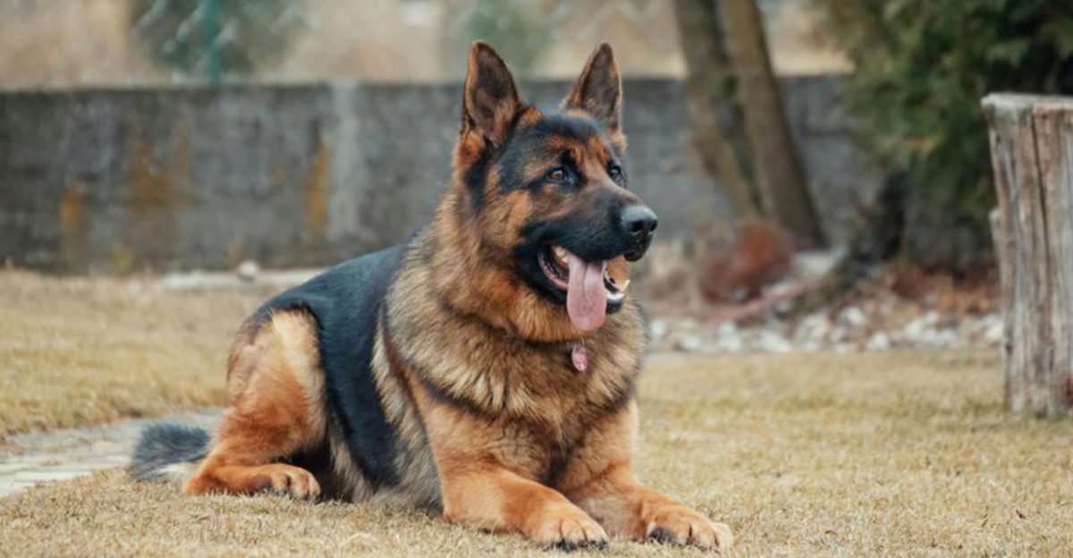30 Working Dog Breeds That Excel When Given a Purpose