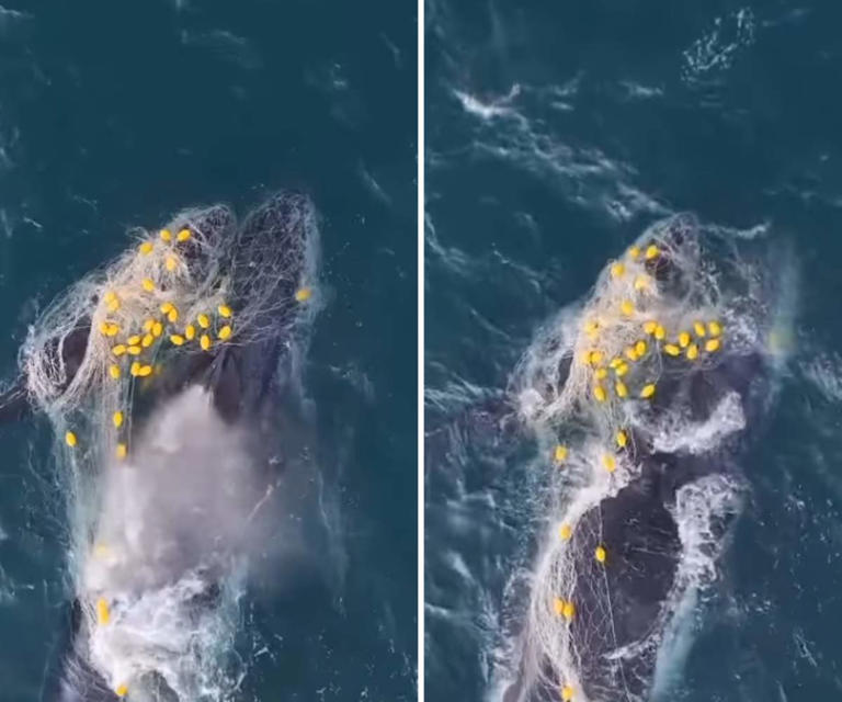 Heartbreaking Clip Shows a Humpback Whale and Her Calf Entangled in a ...