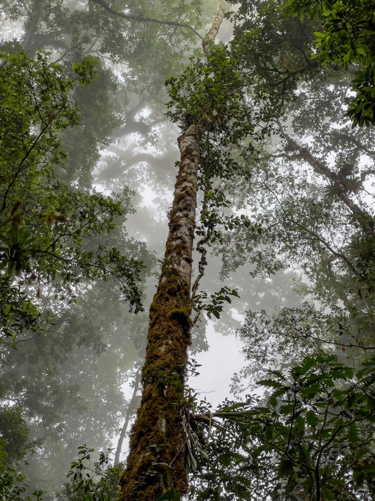 How tree canopies affect local temperature and rainfall