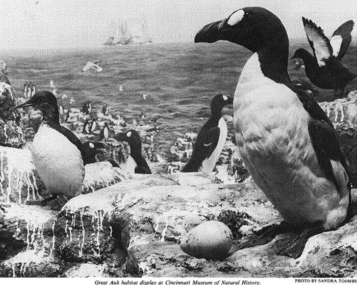 The Mystery of What Happened to the Last Female Great Auk Is Finally Solved