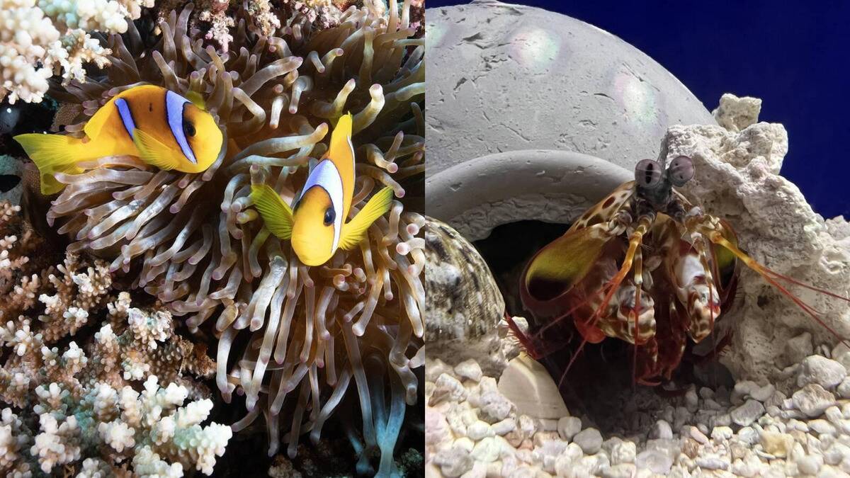 Surprising facts about how little we know about life in the ocean