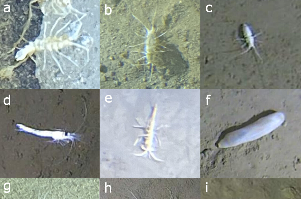 Rare deep-sea dives reveal what shapes biodiversity in Japan's trenches