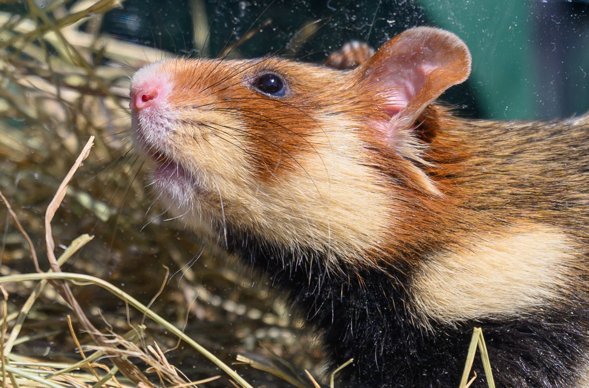 Jahrestreffen der Naturschützer - Feldhamster im Fokus