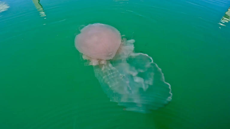 Rare 'Pink Meanie' Jellyfish Are Blooming Off the Coast of Texas