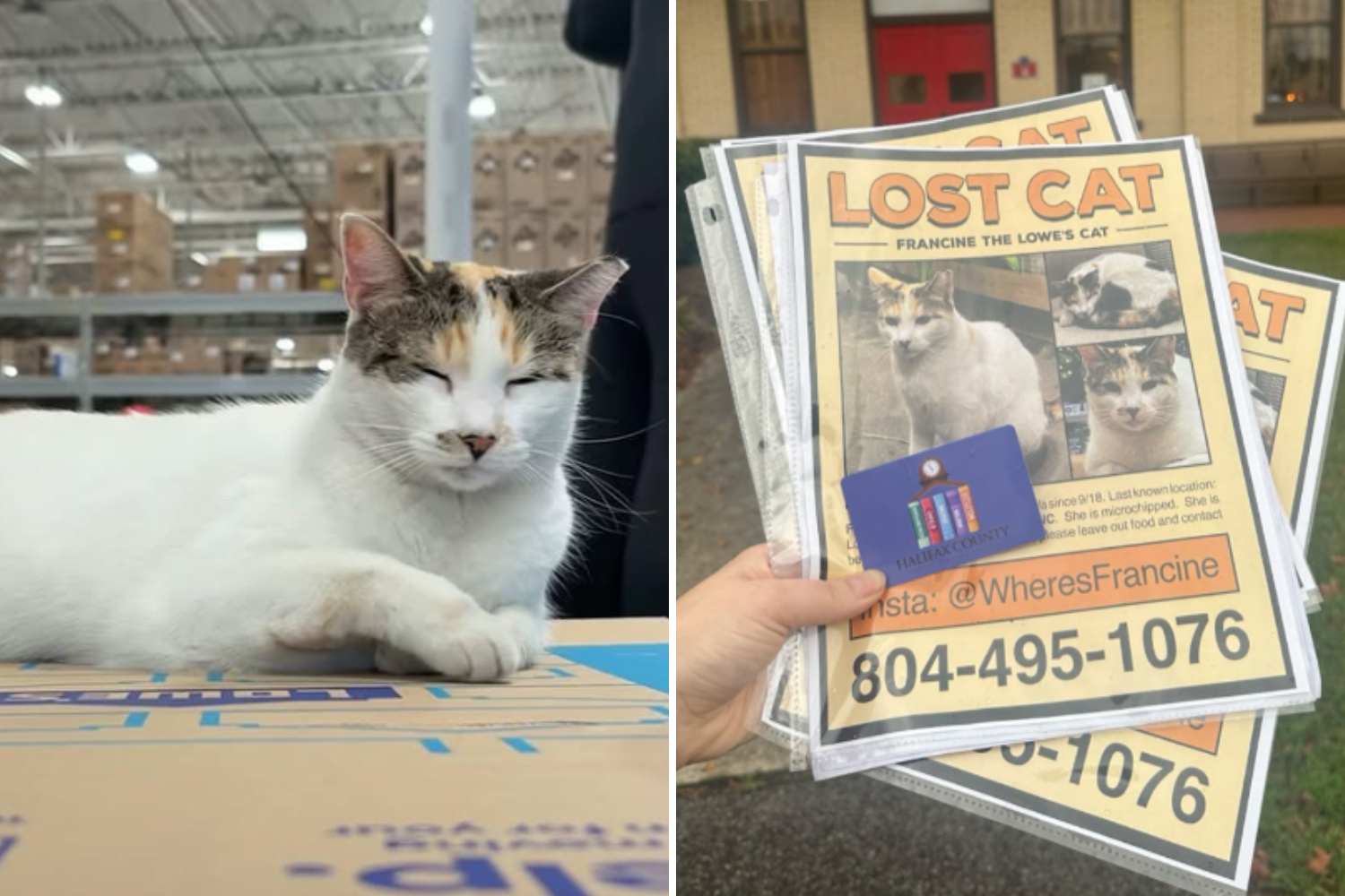 Viral campaign to find missing Lowe's cat comes to shocking conclusion