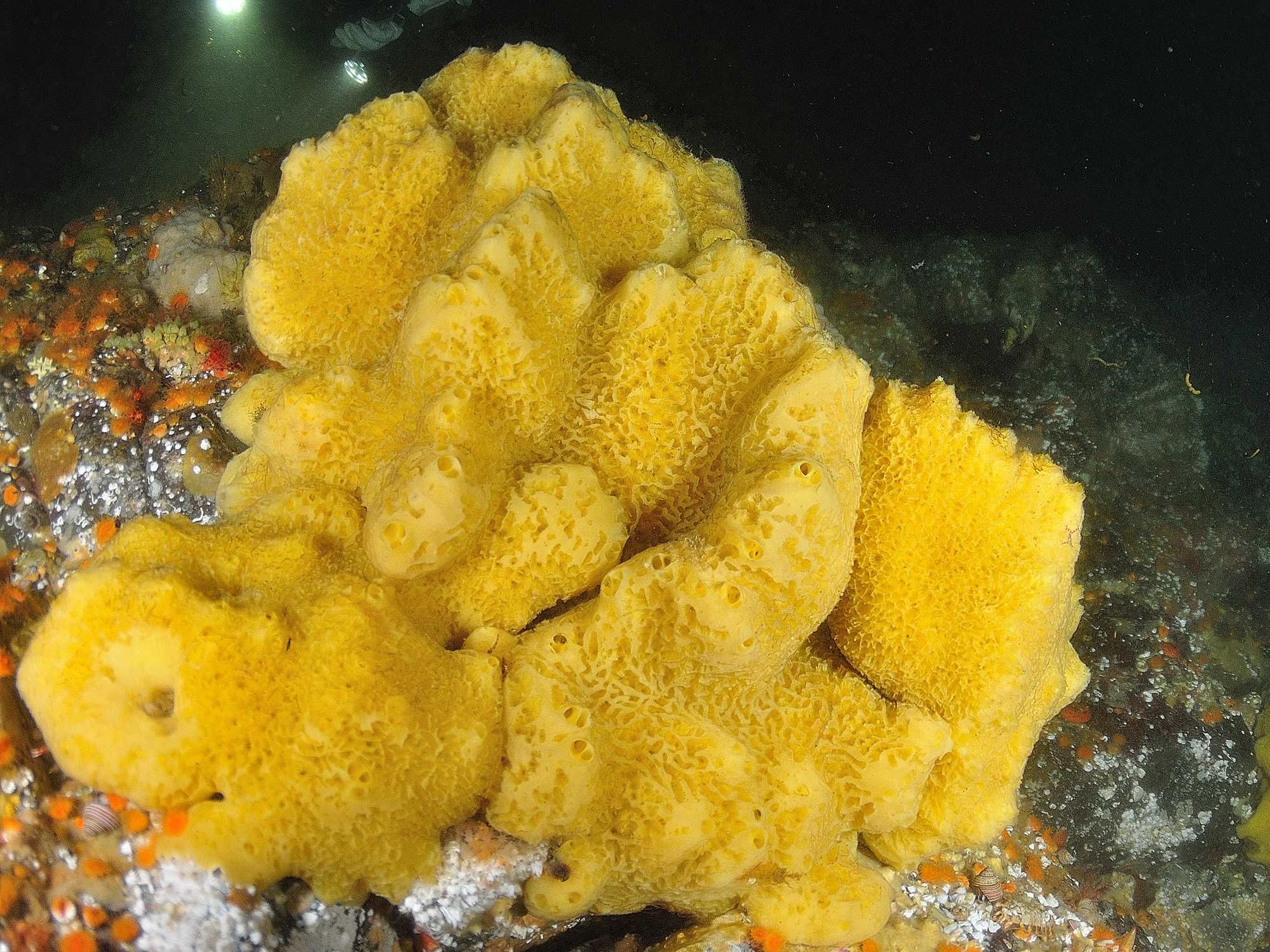 This ancient signal just unearthed what the first animal ever actually ...