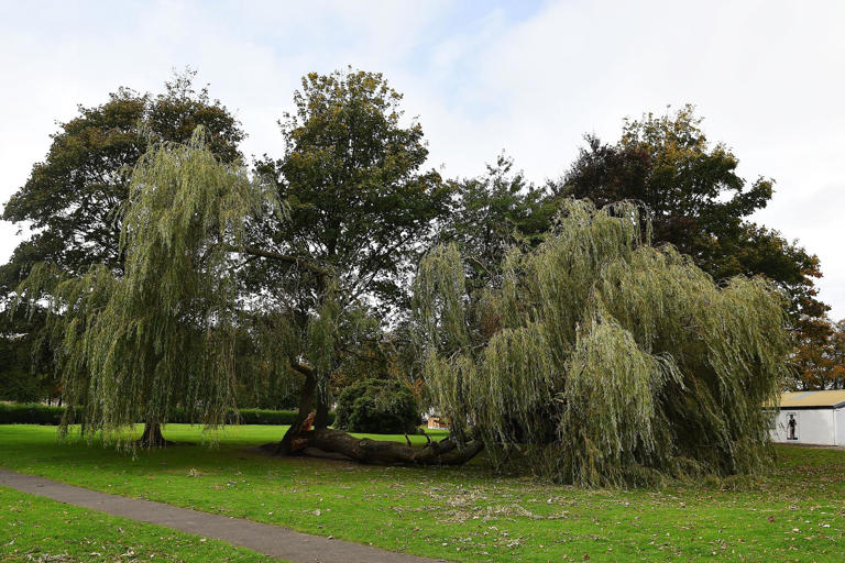 Much loved willow tree in Grangemouth park to be felled after storm damage