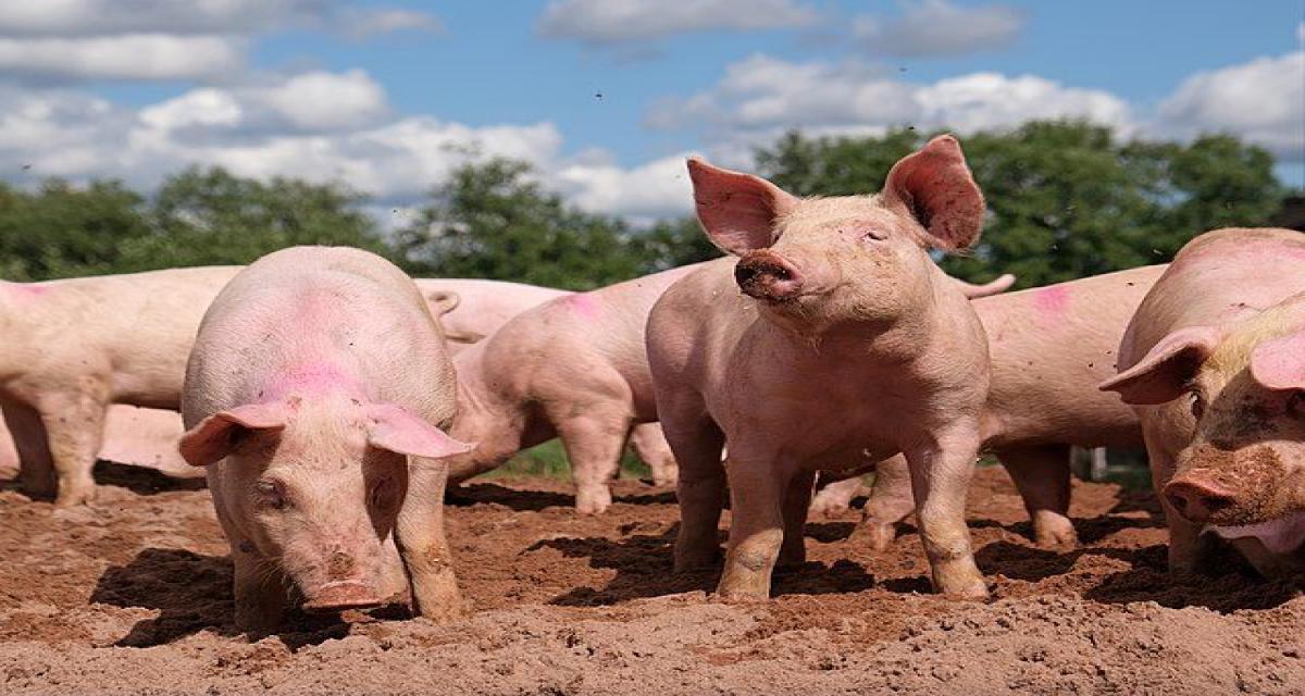 Un camion se renverse : des dizaines de cochons s’échappent sur la ...
