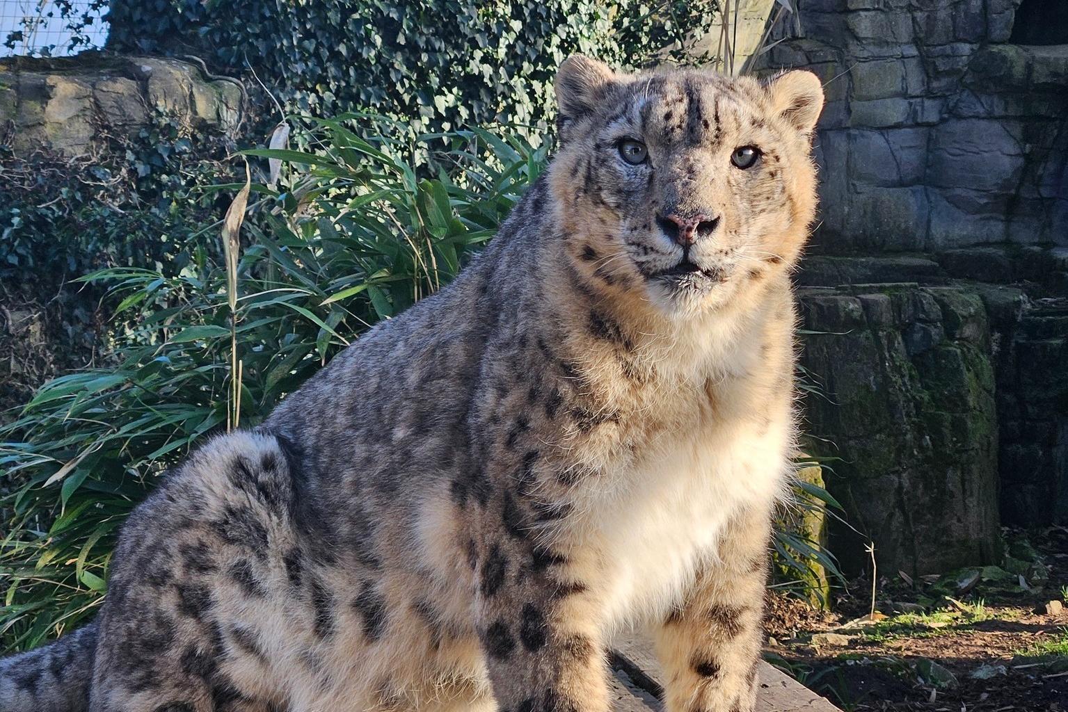 Zoo near Lancaster mourns loss of oldest snow leopard in Europe