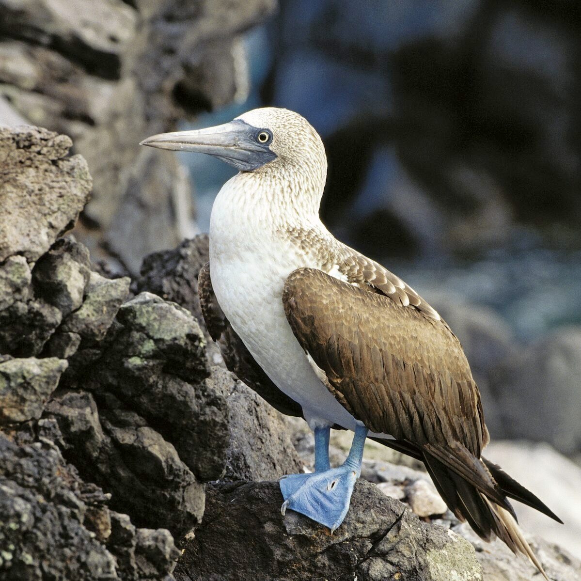 Dirty Birds: 12 Slightly Inappropriate Bird Names