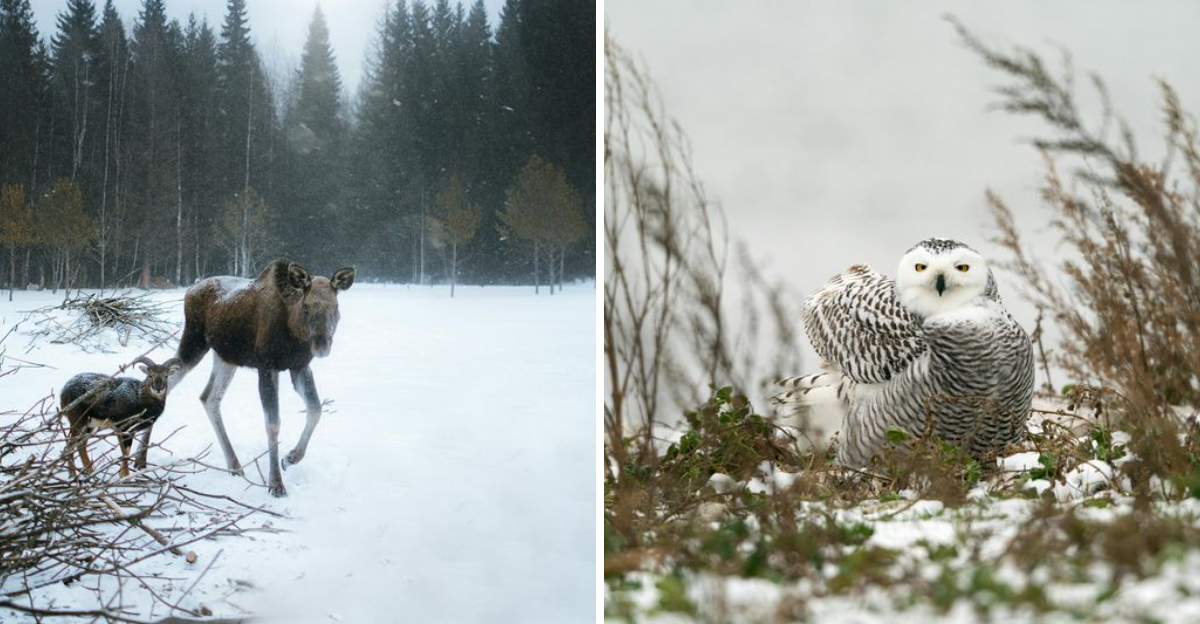 10 Animal Adaptations You’ll Only See In Canadian Winters
