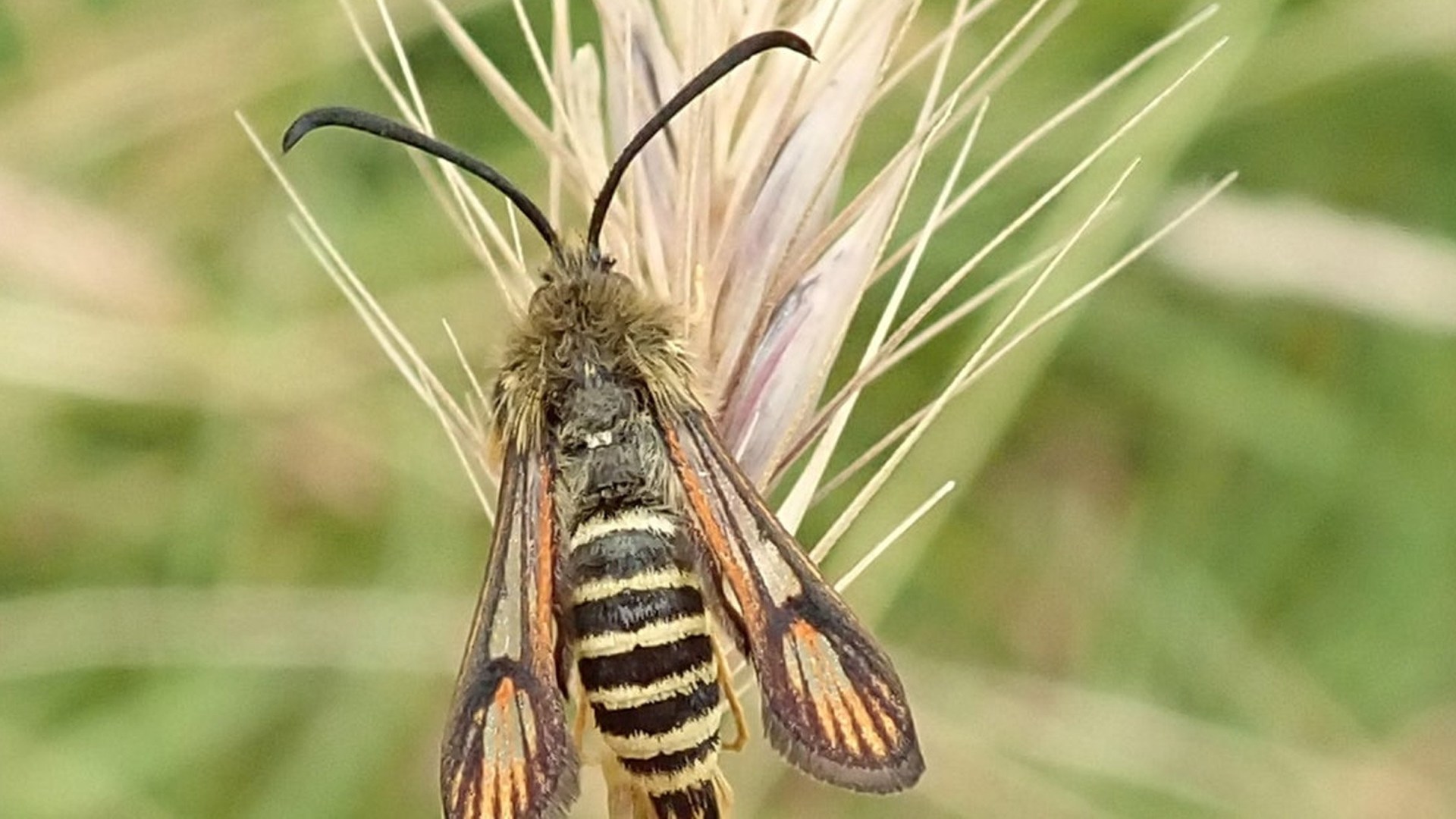 Rare wasp-moth discovered in Cambridgeshire reserve