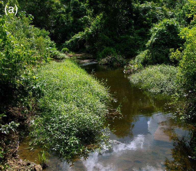 Aquatic creature with ‘pointed' teeth found hiding in Brazil. It's a ...