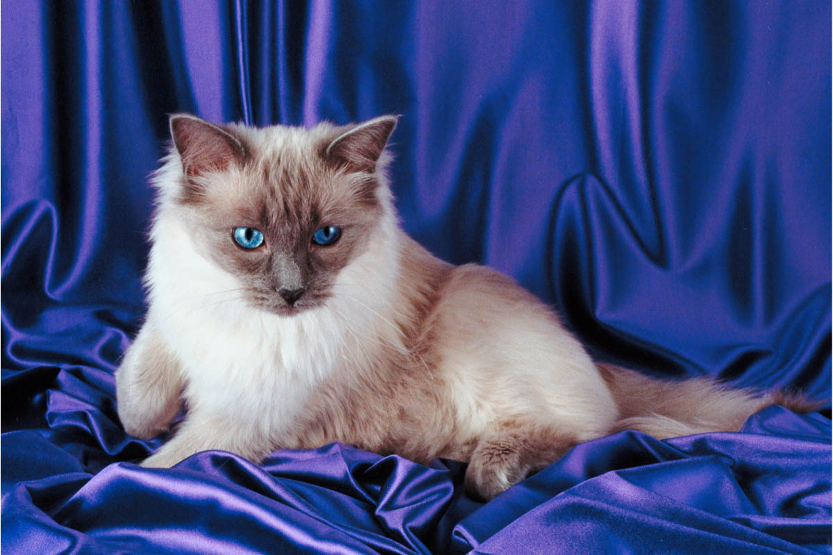 These Are America’s Favorite Cat Breeds