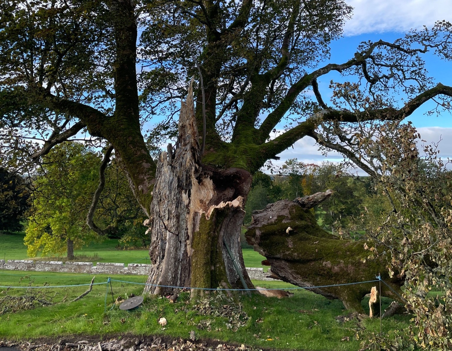 Storm Amy Scotland: 400-year-old sycamore tree planted by King of ...
