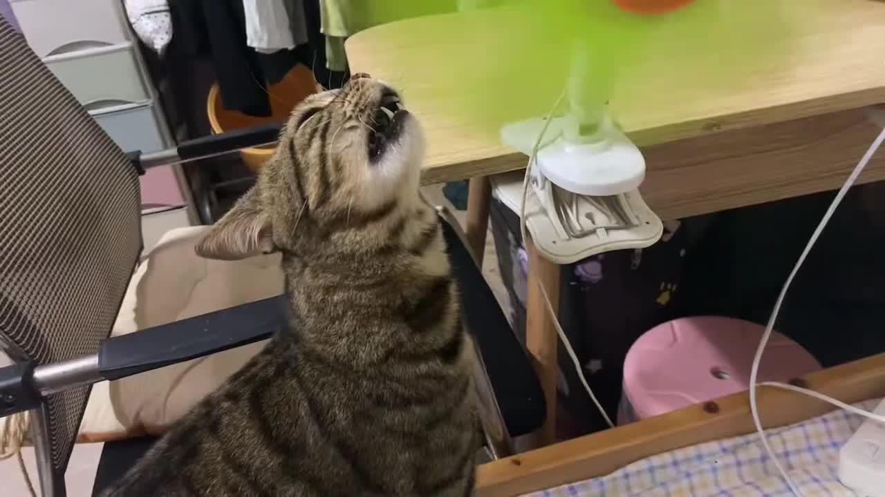 Tabby cat hilariously interacts with fan in Guangxi, China