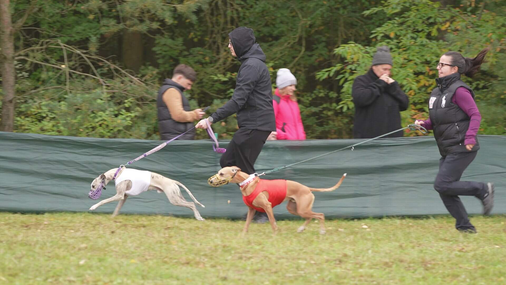 Ekspert: charty to rasa psów stworzona do biegu