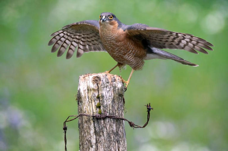 Bird of prey poisoned with illegal insecticide in 'harrowing death' as ...