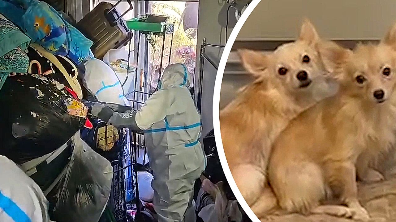 Eleven dogs and two cats rescued from abandoned California apartment ...