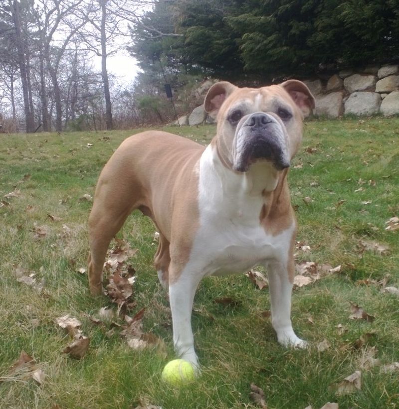 26 Bulldog Breeds Recognized for Their Strength and Endurance