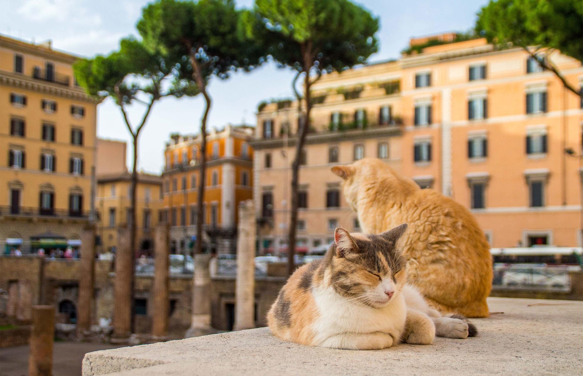 18 best places for cat lovers to visit around the world