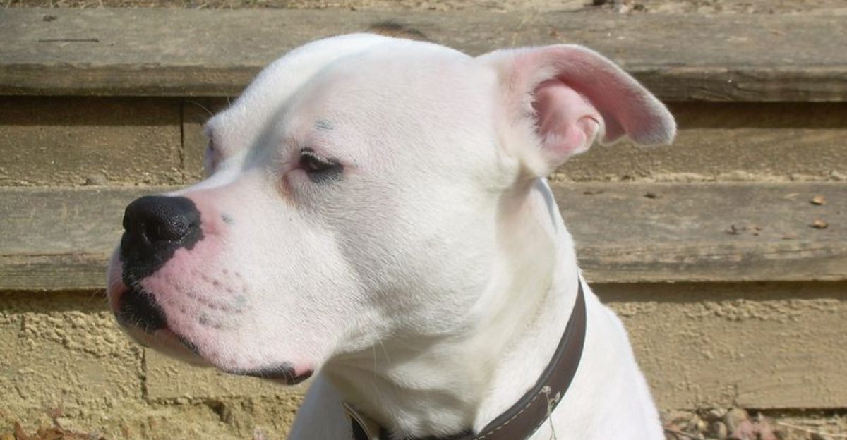 26 Bulldog Breeds Recognized for Their Strength and Endurance
