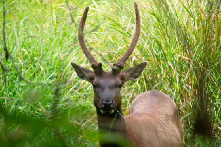 Kentucky Fish and Wildlife asking hunters to report two diseases ...