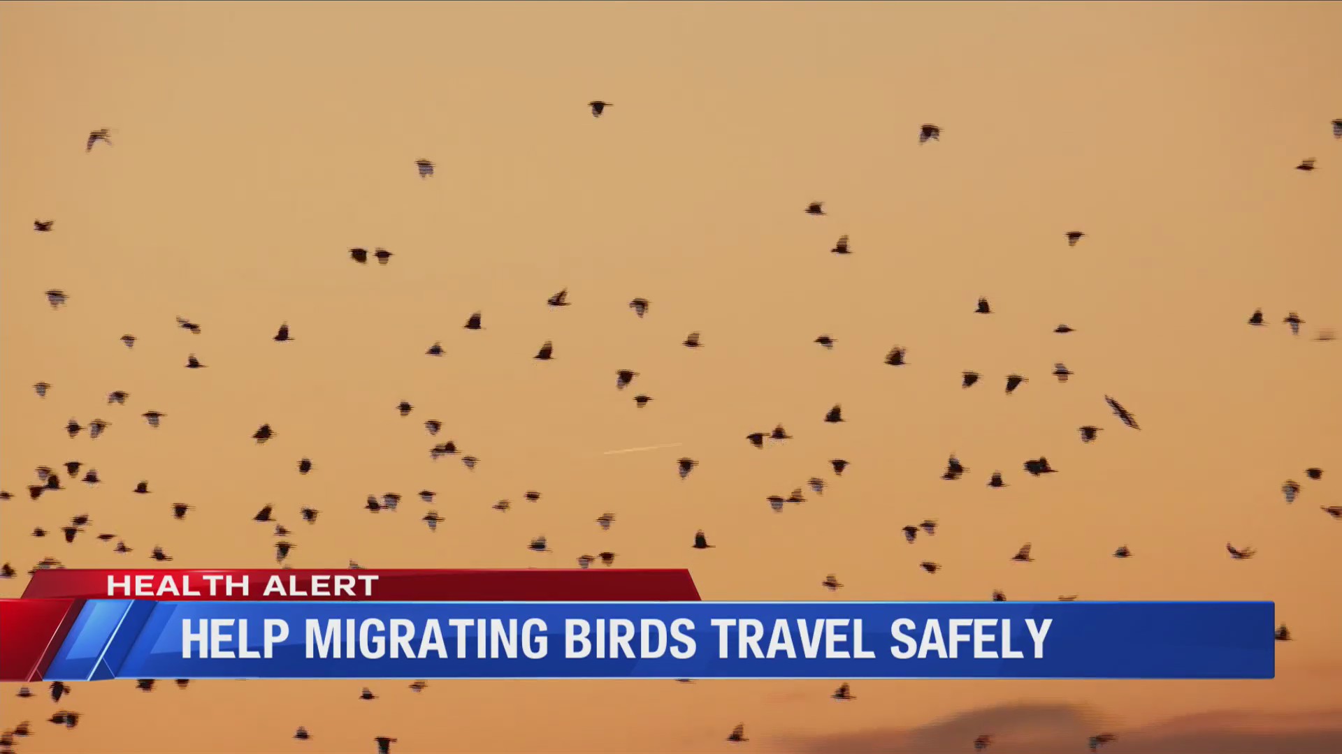 Helping migrating birds travel safely