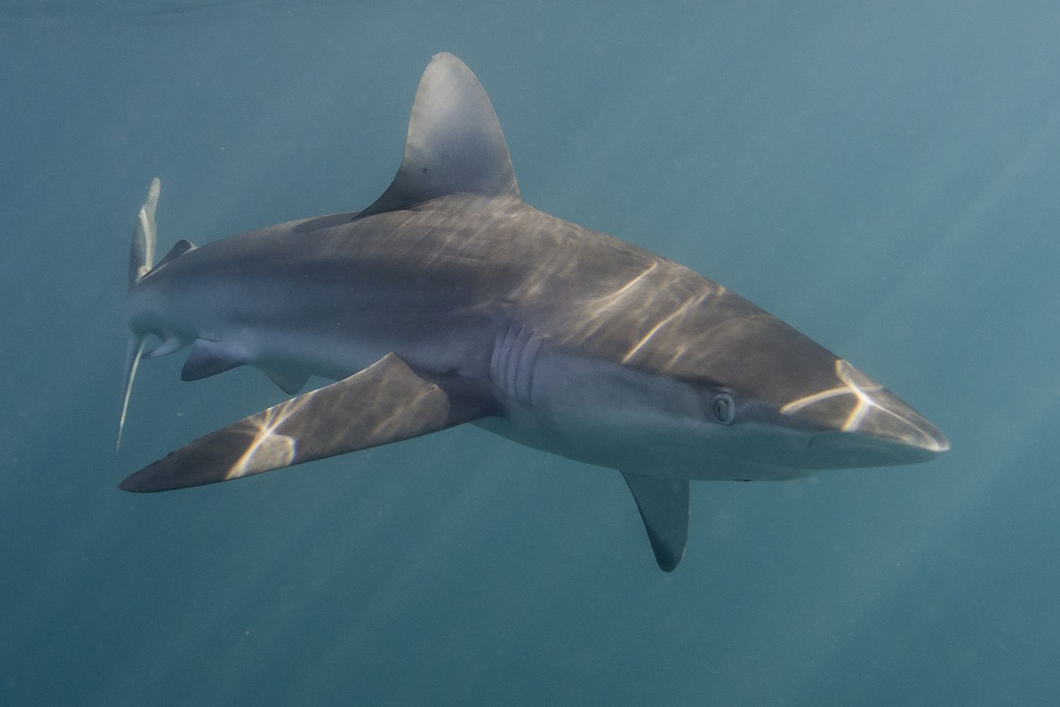 Man Bitten Twice by a Shark Drives Himself to the Hospital with Serious ...