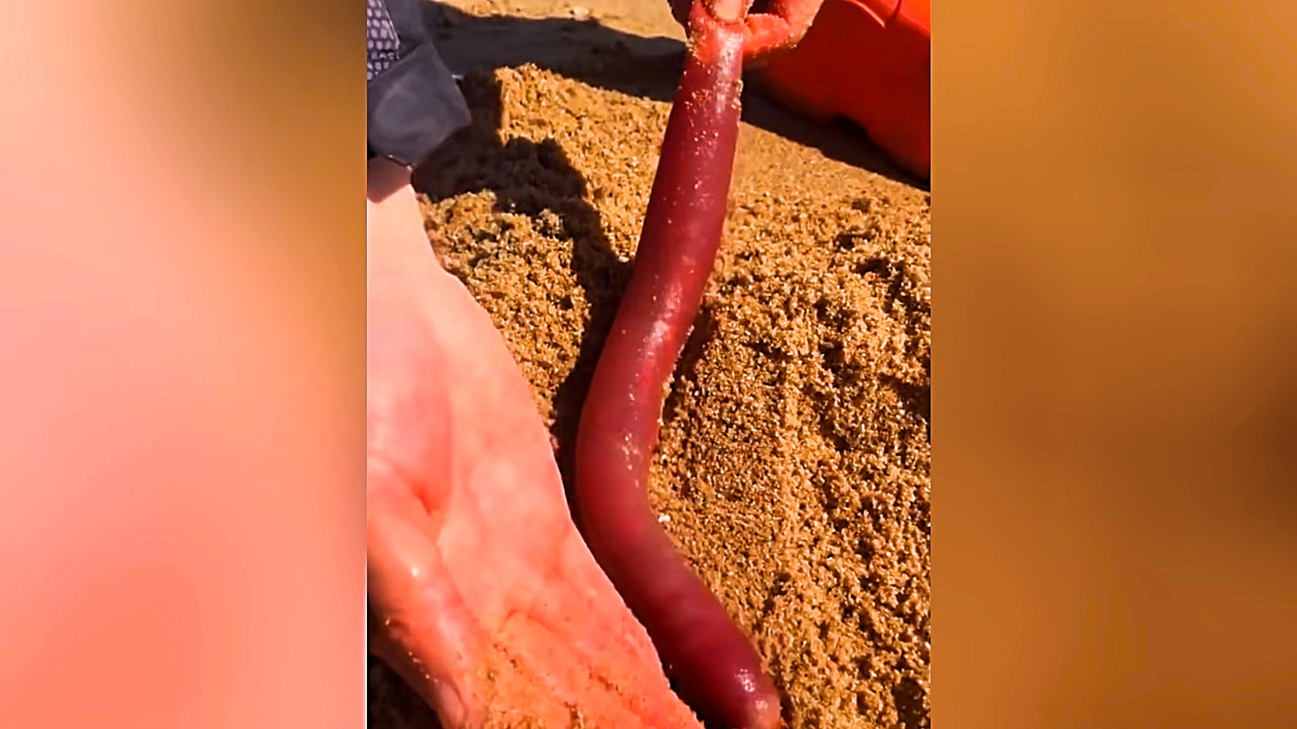 Giant Red Worm Is Pulled Out from Under the Sand on the Shore of a Lake